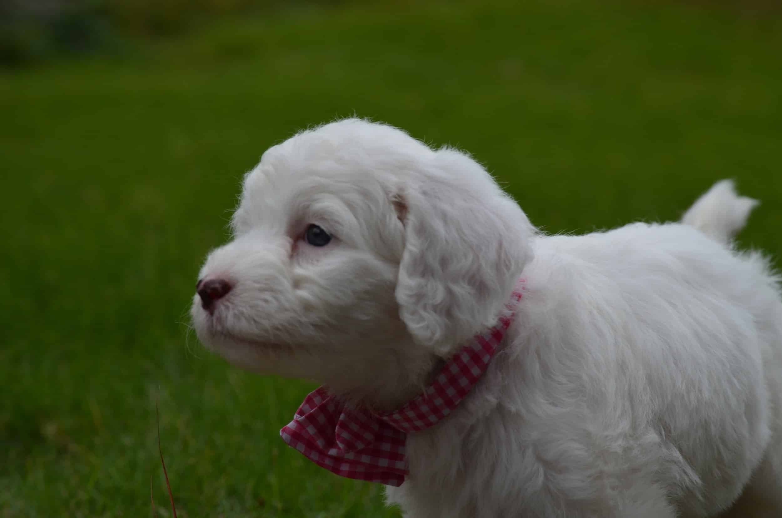 Springerdoodles — Crockett Doodles