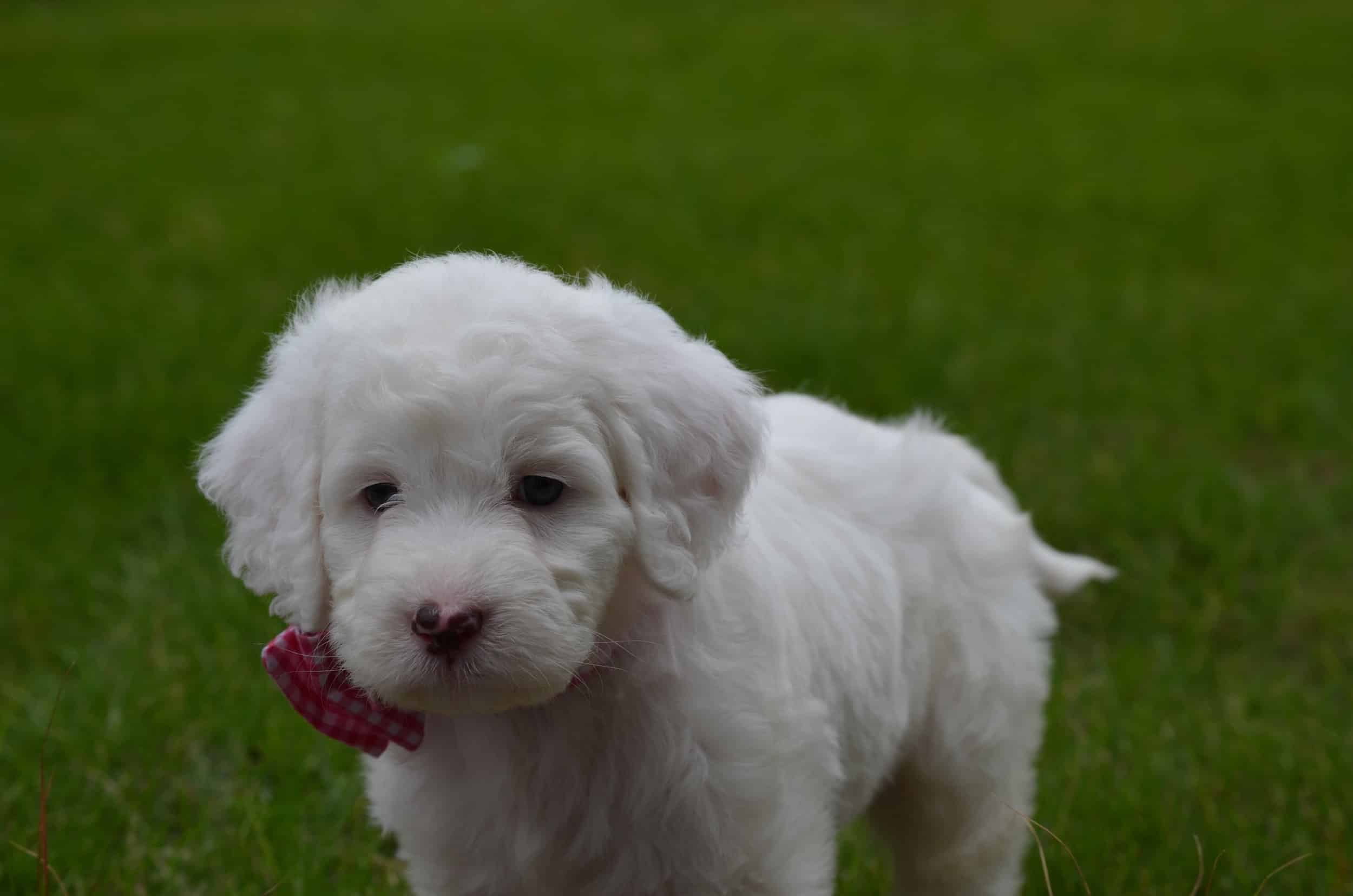 Springerdoodles — Crockett Doodles