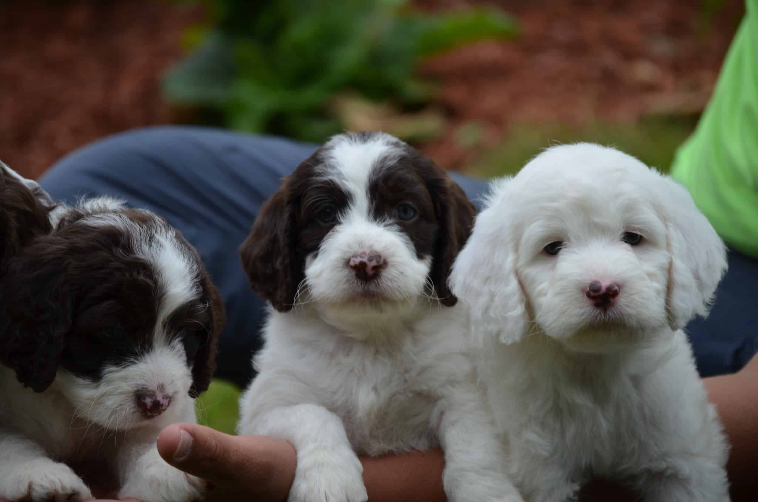 Springerdoodles — Crockett Doodles