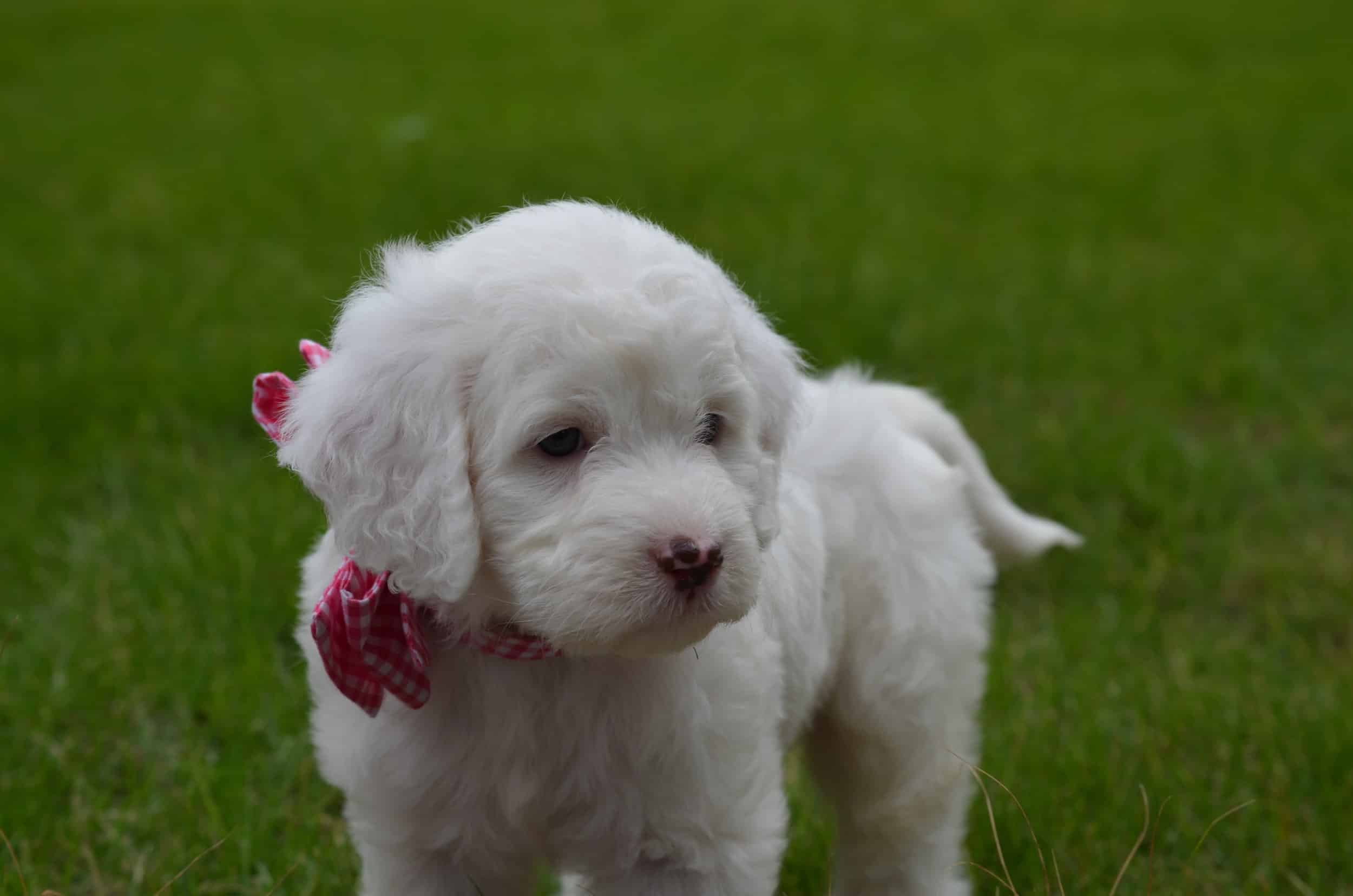 Springerdoodles — Crockett Doodles