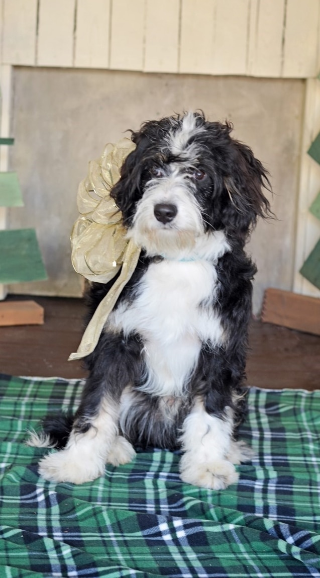 Swissdoodle puppies — Crockett Doodles