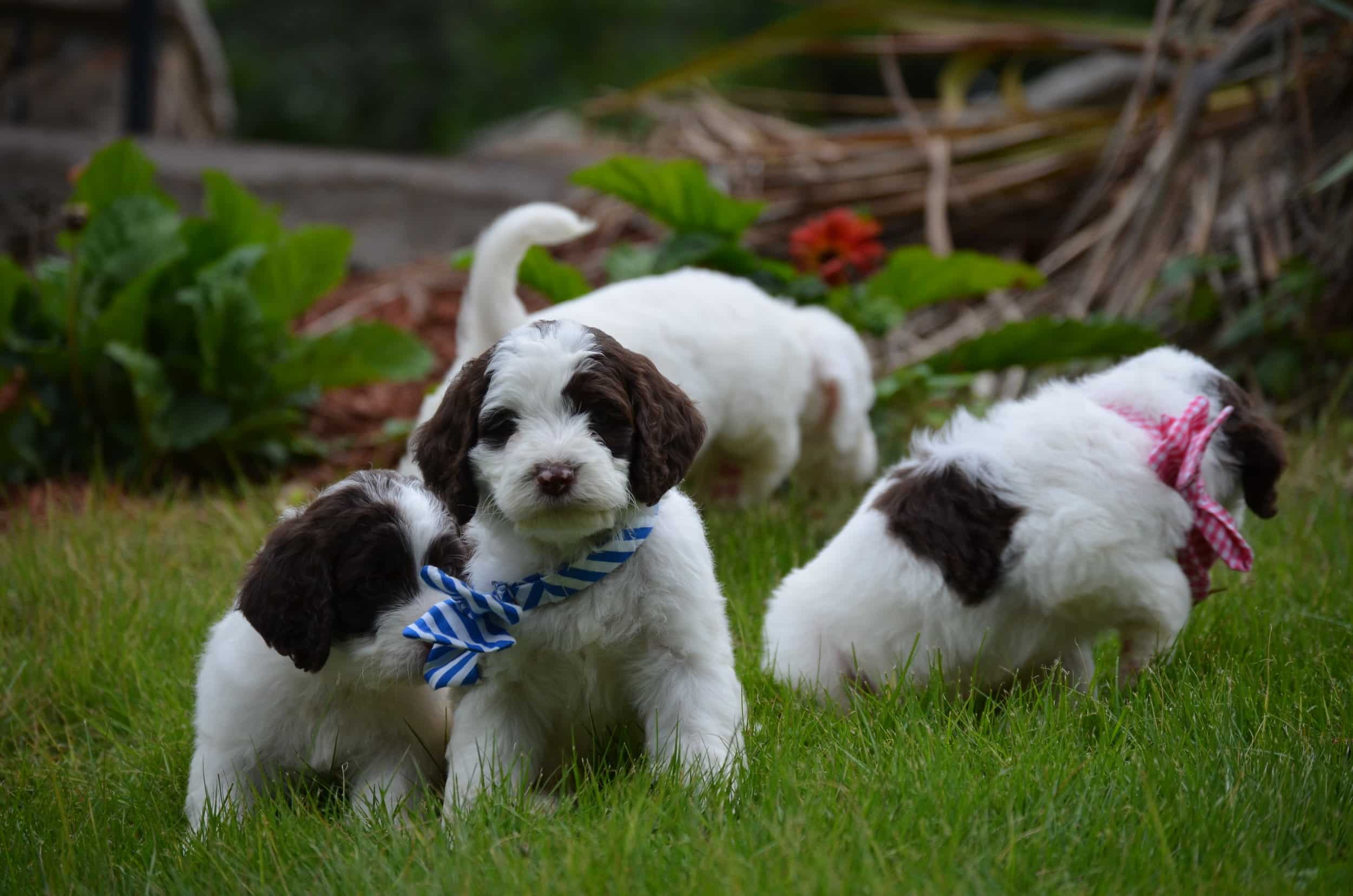 Springerdoodles — Crockett Doodles