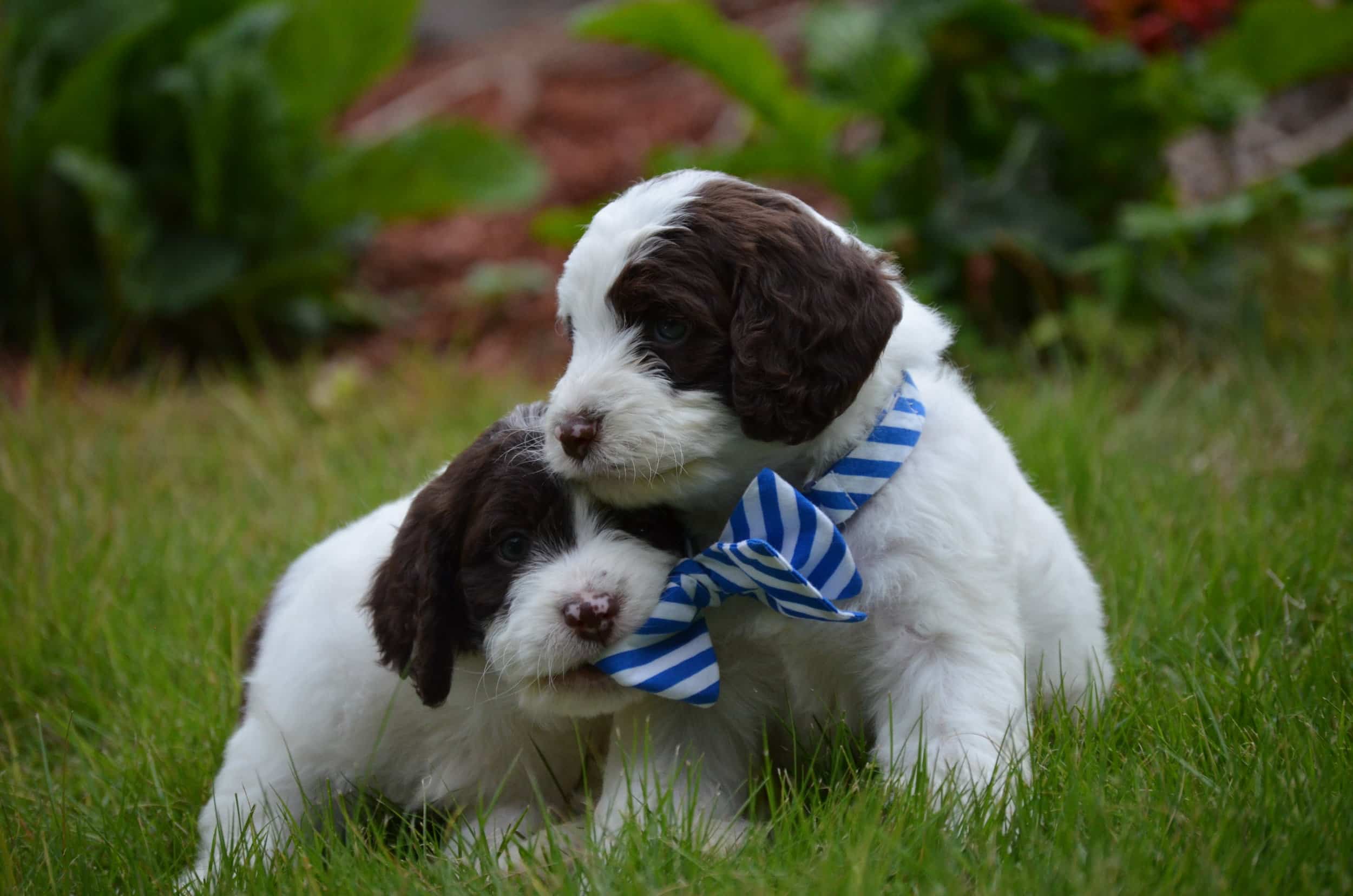 Springerdoodles — Crockett Doodles