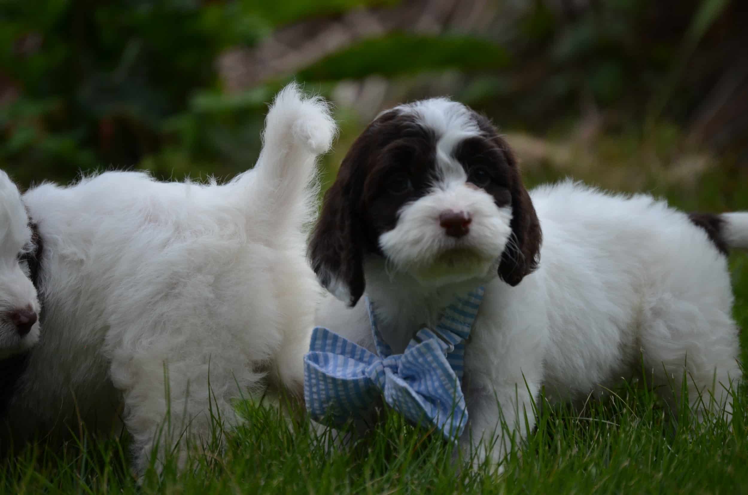 Springerdoodles — Crockett Doodles