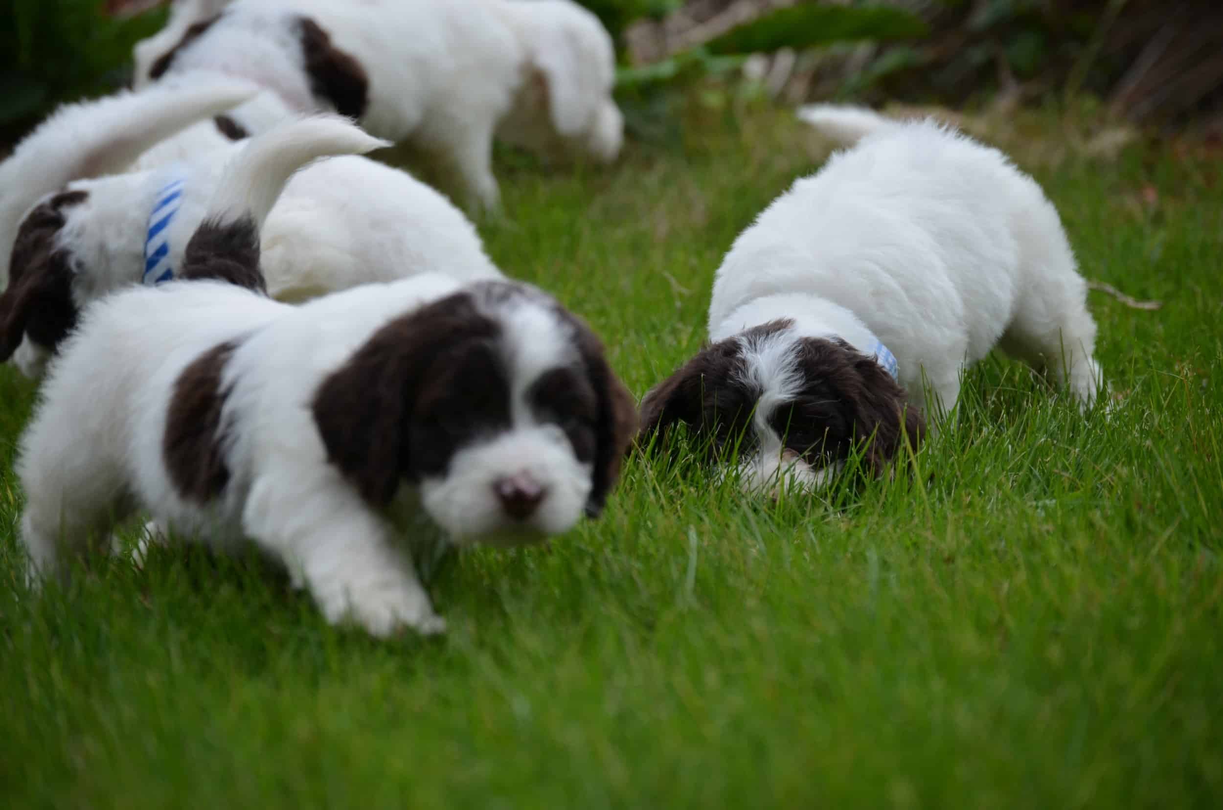 Springerdoodles — Crockett Doodles