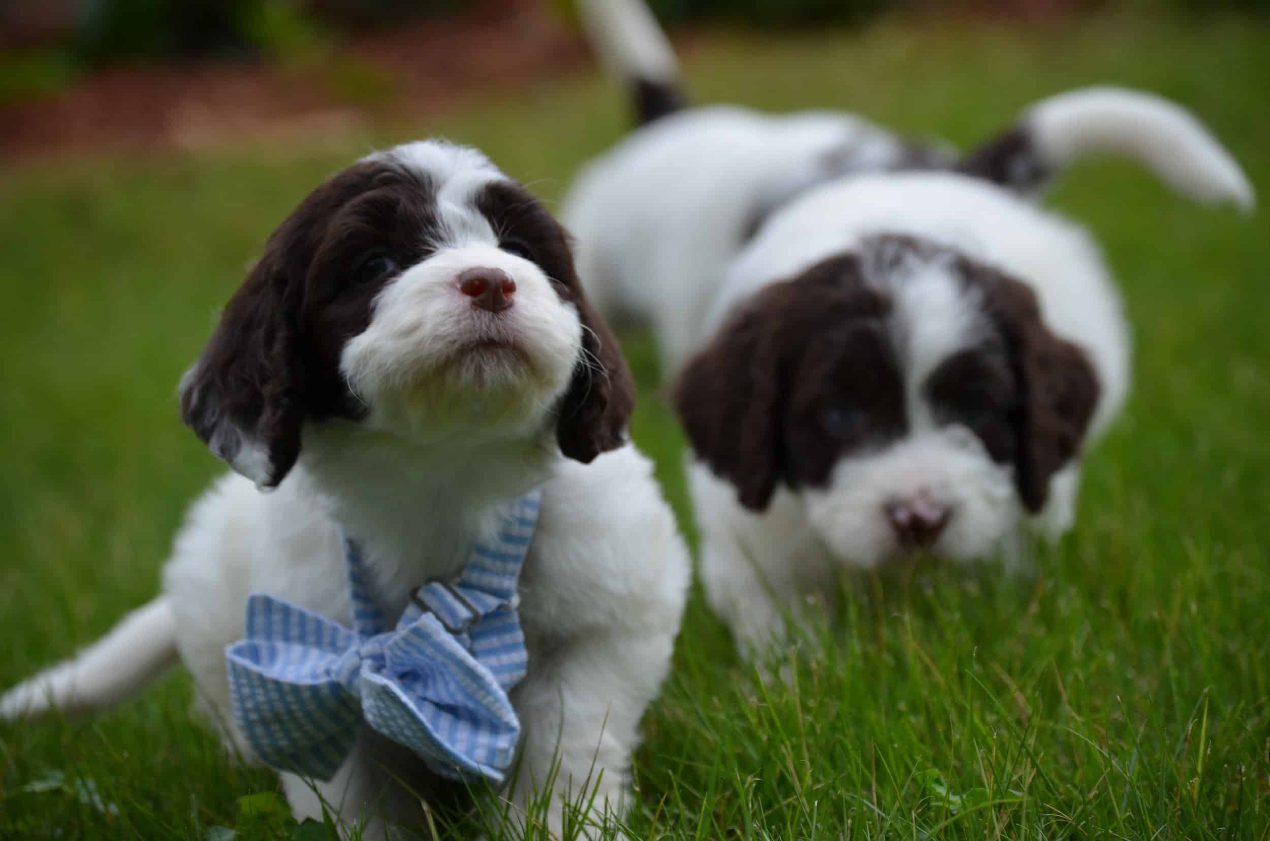 Springerdoodles — Crockett Doodles