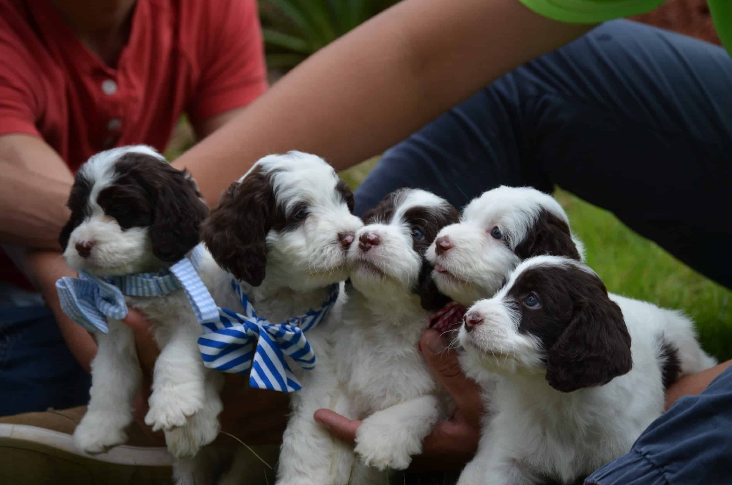 Springerdoodles — Crockett Doodles