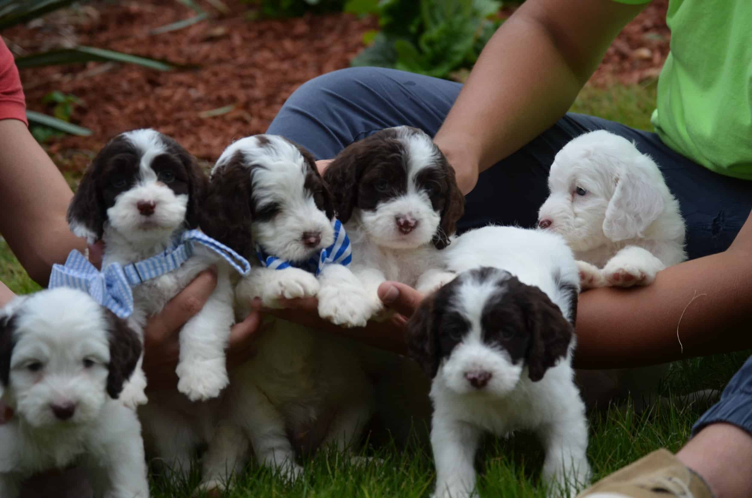 Springerdoodles — Crockett Doodles