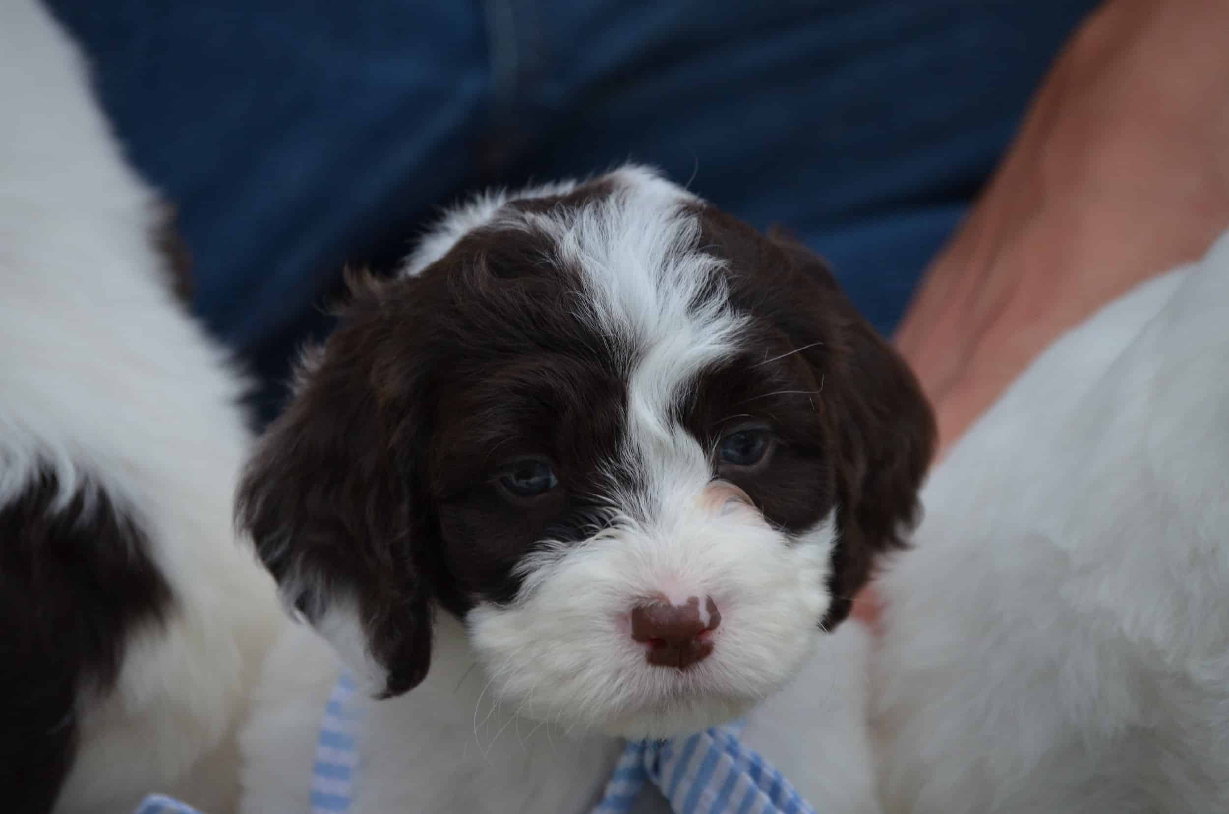 Springerdoodles — Crockett Doodles