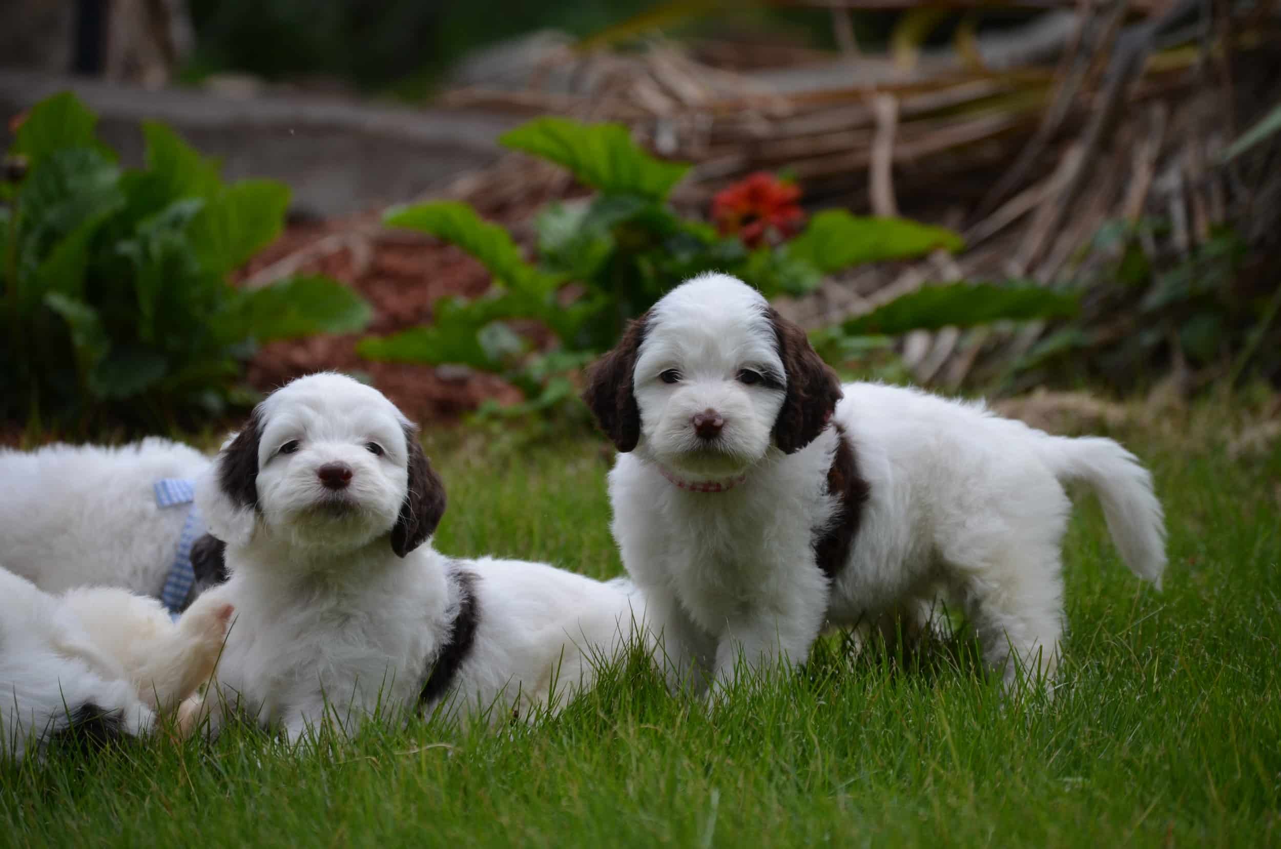 Springerdoodles — Crockett Doodles