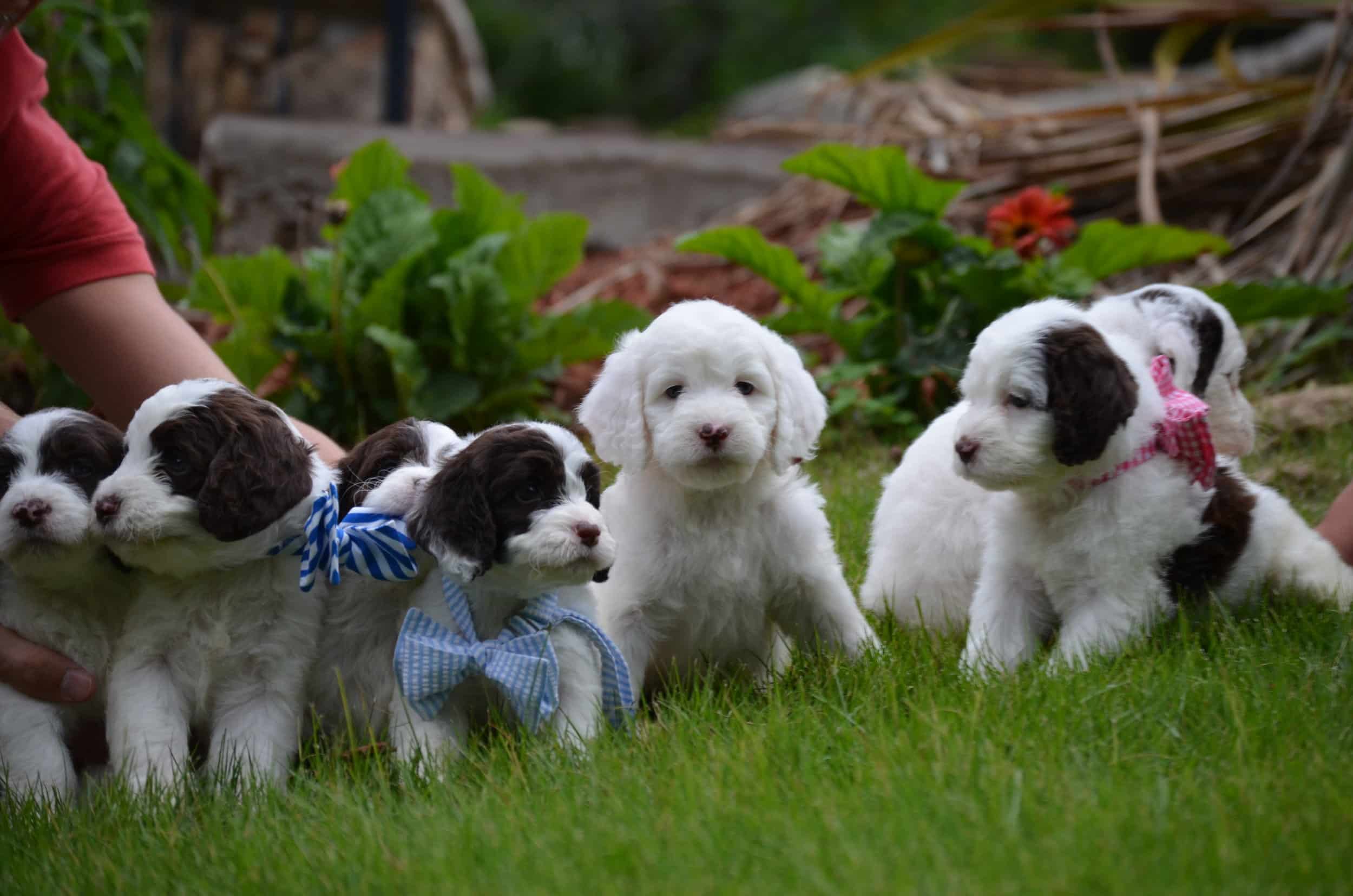 Springerdoodles — Crockett Doodles