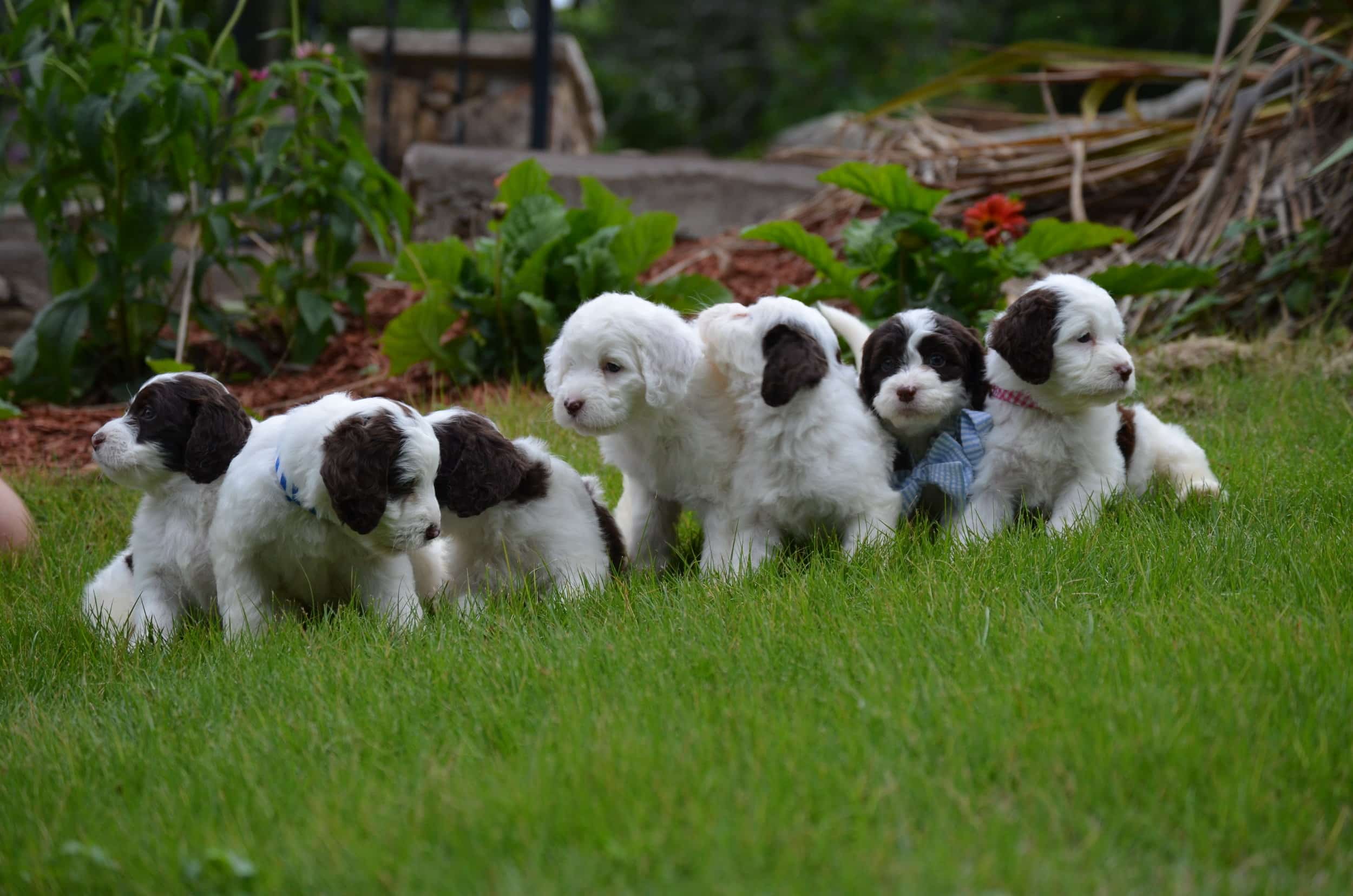 Springerdoodles — Crockett Doodles