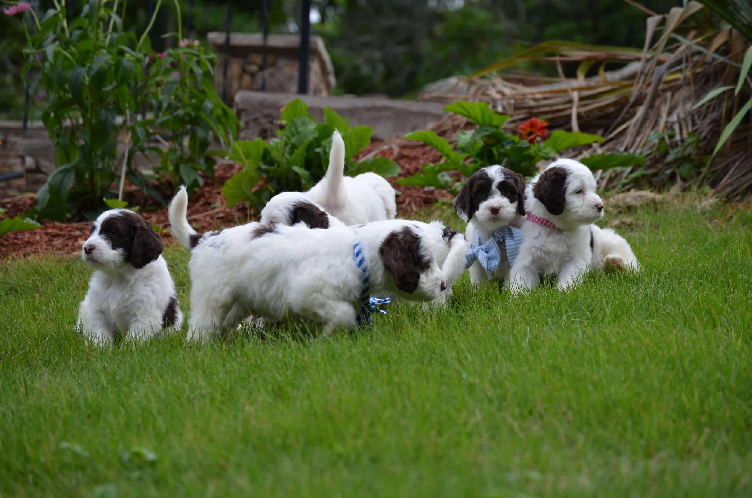 Springerdoodles — Crockett Doodles