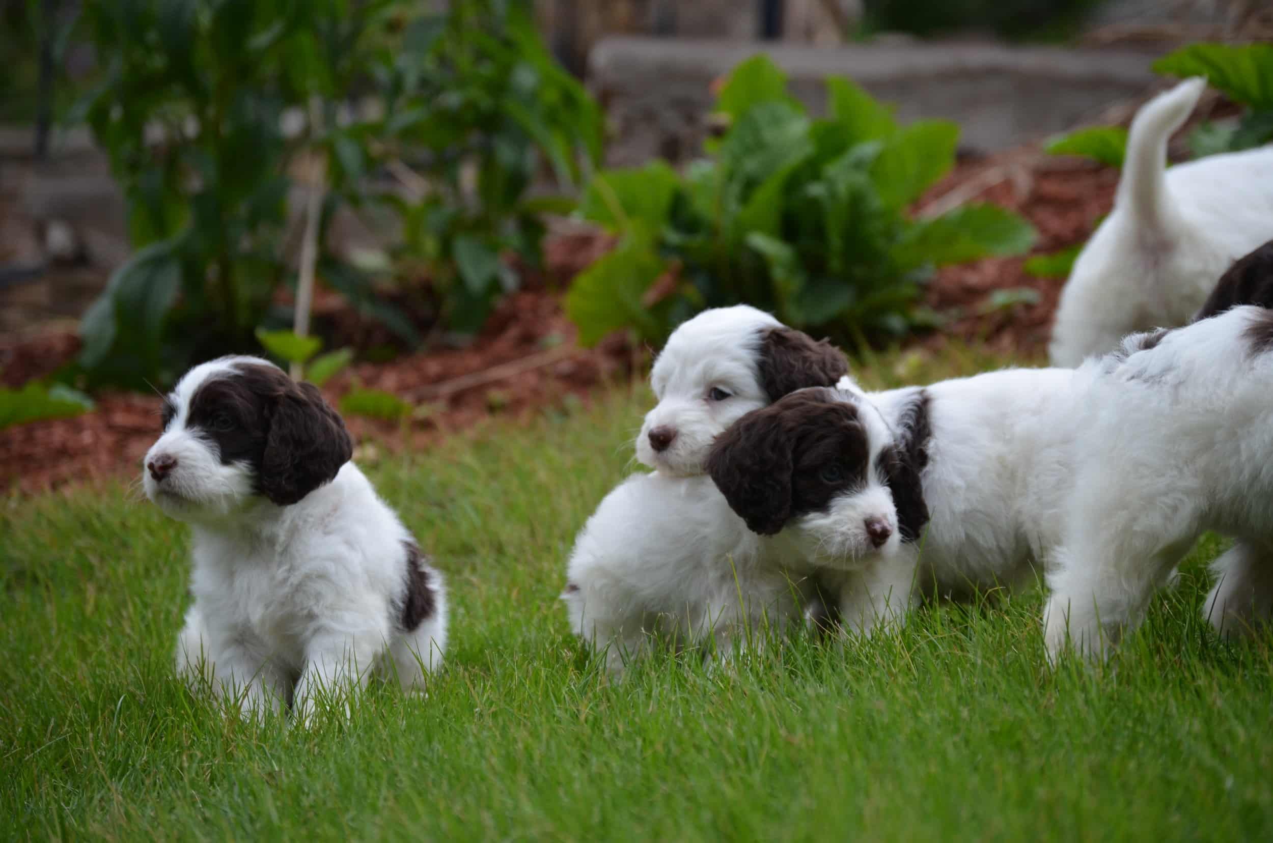 Springerdoodles — Crockett Doodles