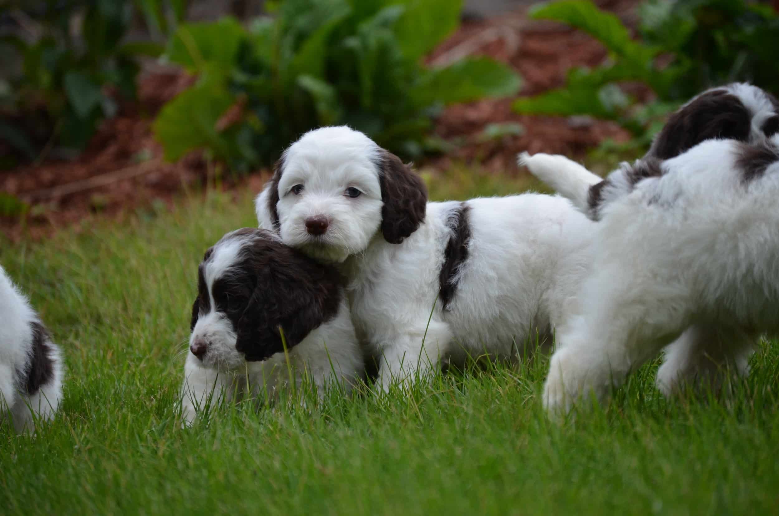 Springerdoodles — Crockett Doodles