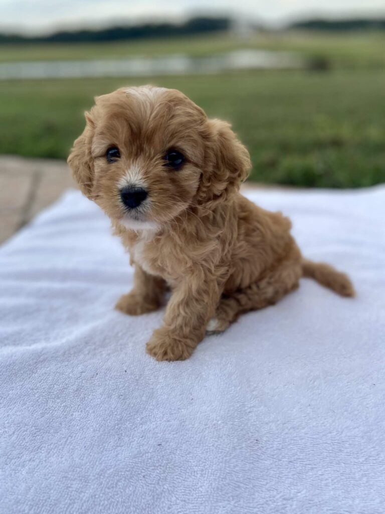 Best Tulsa Cavapoos Available — Crockett Doodles