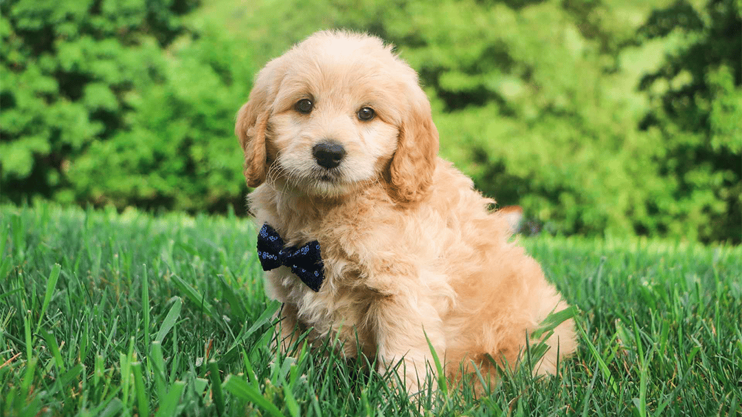 Doodle Puppy Care — Crockett Doodles