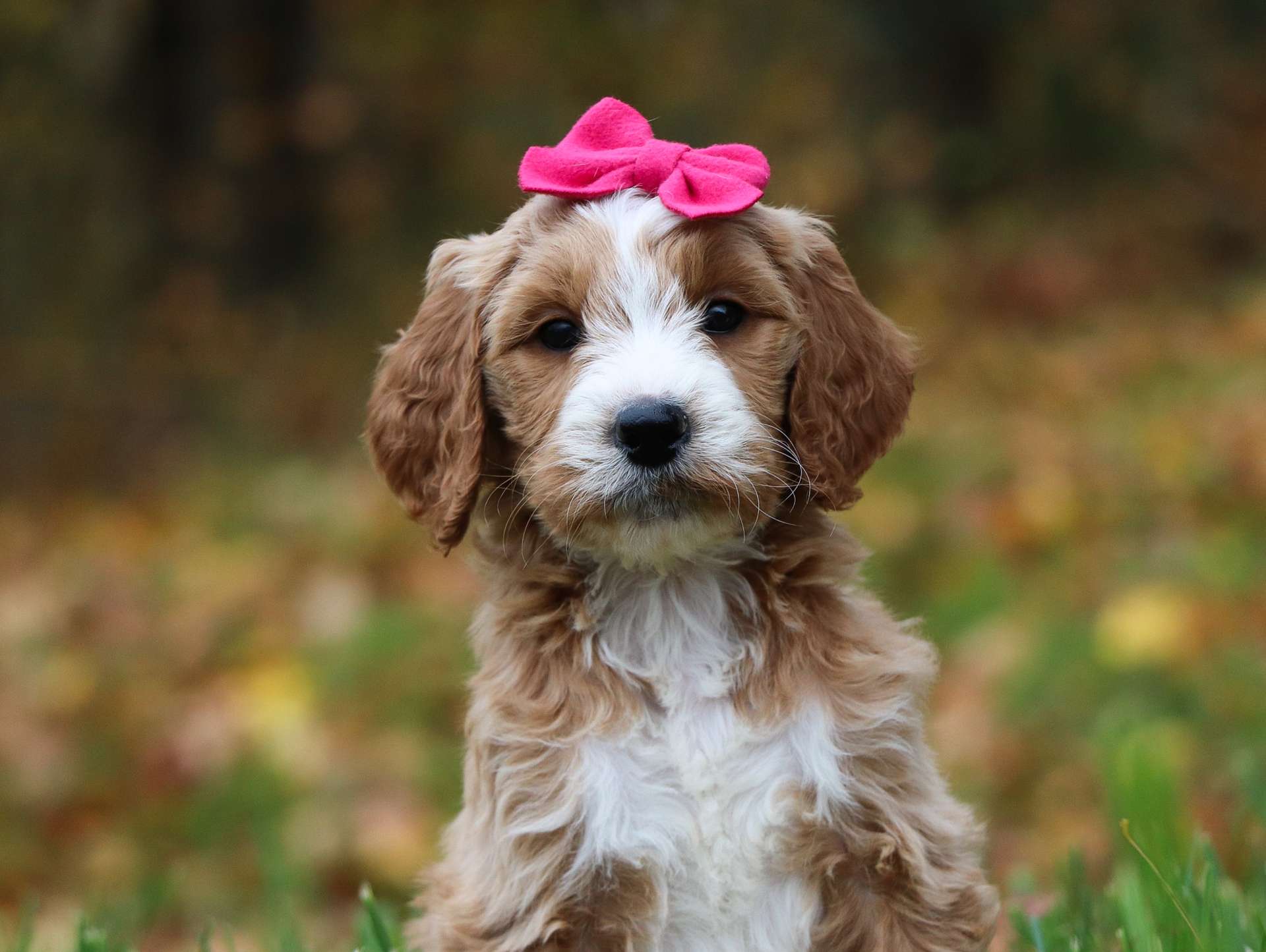 Best Phoenix Goldendoodles Available — Crockett Doodles