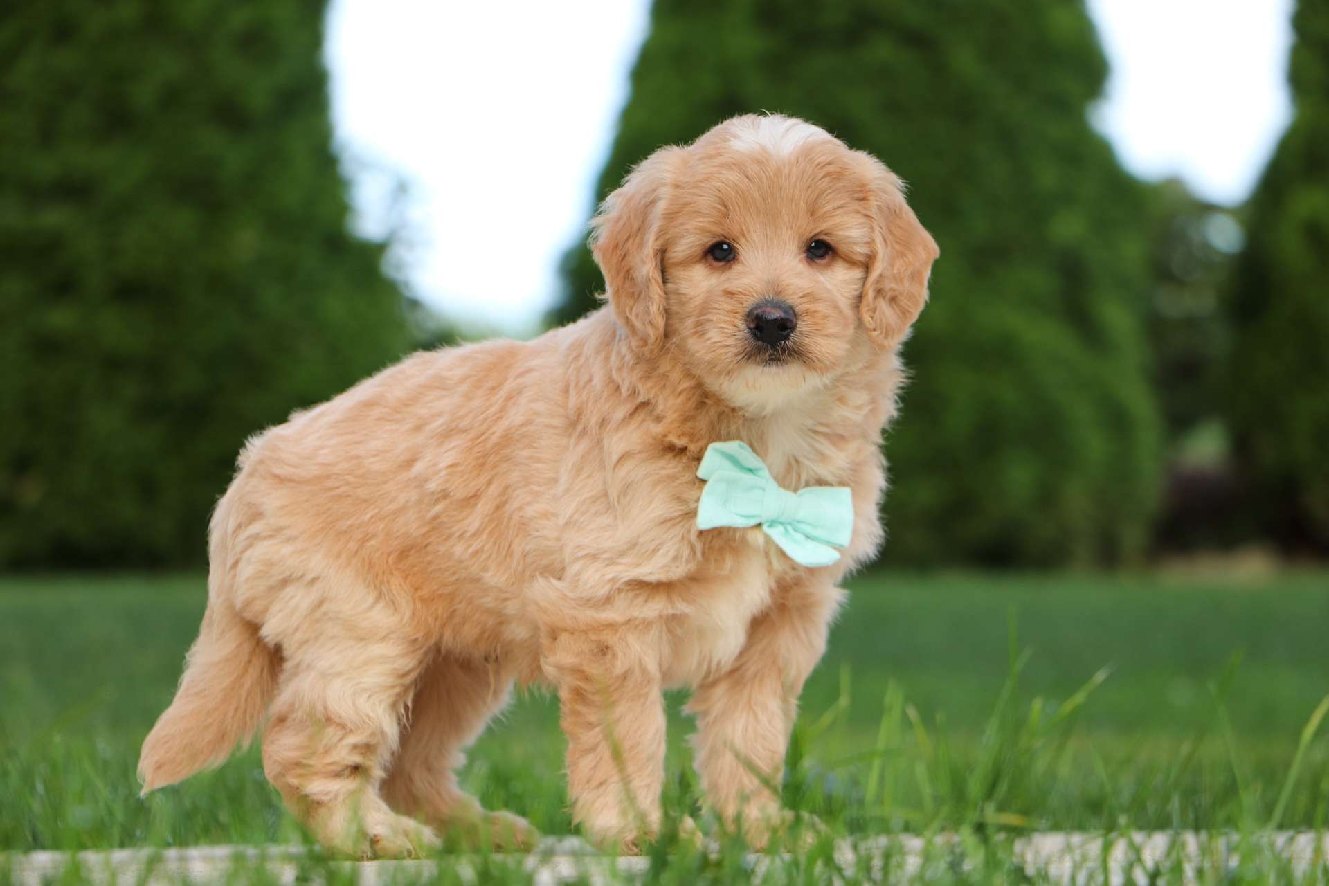 Best Oakland Goldendoodles Available — Crockett Doodles