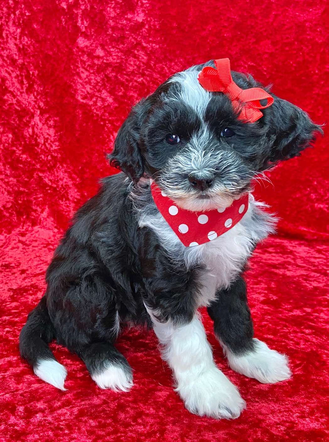Adorable F1b Petite / Traditional Mini Sheepadoodles Born September 1st ...