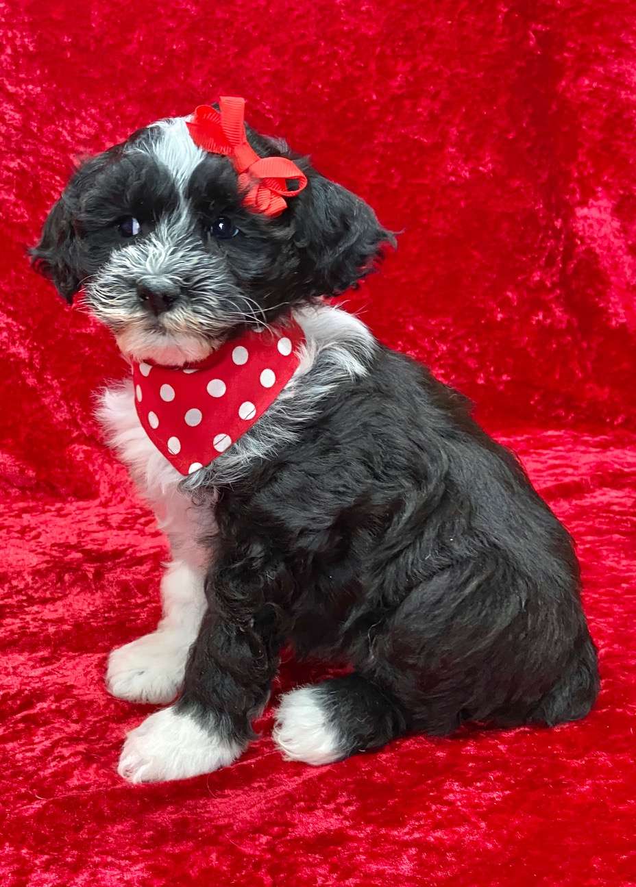 Adorable F1b Petite / Traditional Mini Sheepadoodles Born September 1st ...