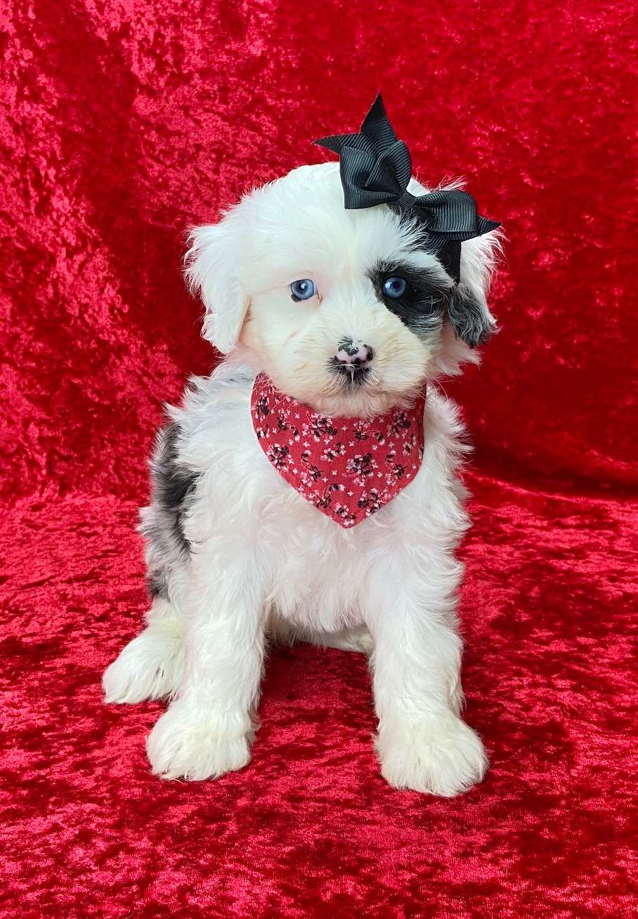 Adorable F1b Petite / Traditional Mini Sheepadoodles Born September 1st ...