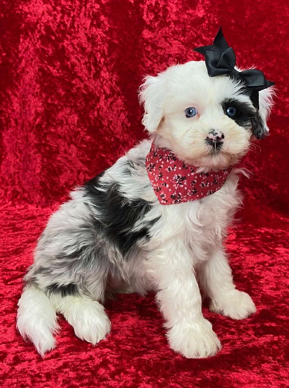 Adorable F1b Petite / Traditional Mini Sheepadoodles Born September 1st ...