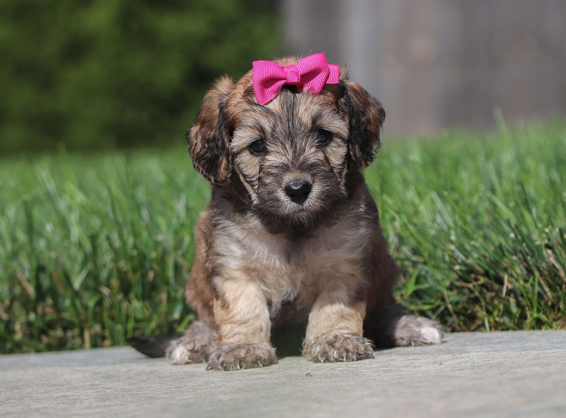 Delightful F1b Petite Cavapoos born August 22nd — Crockett Doodles