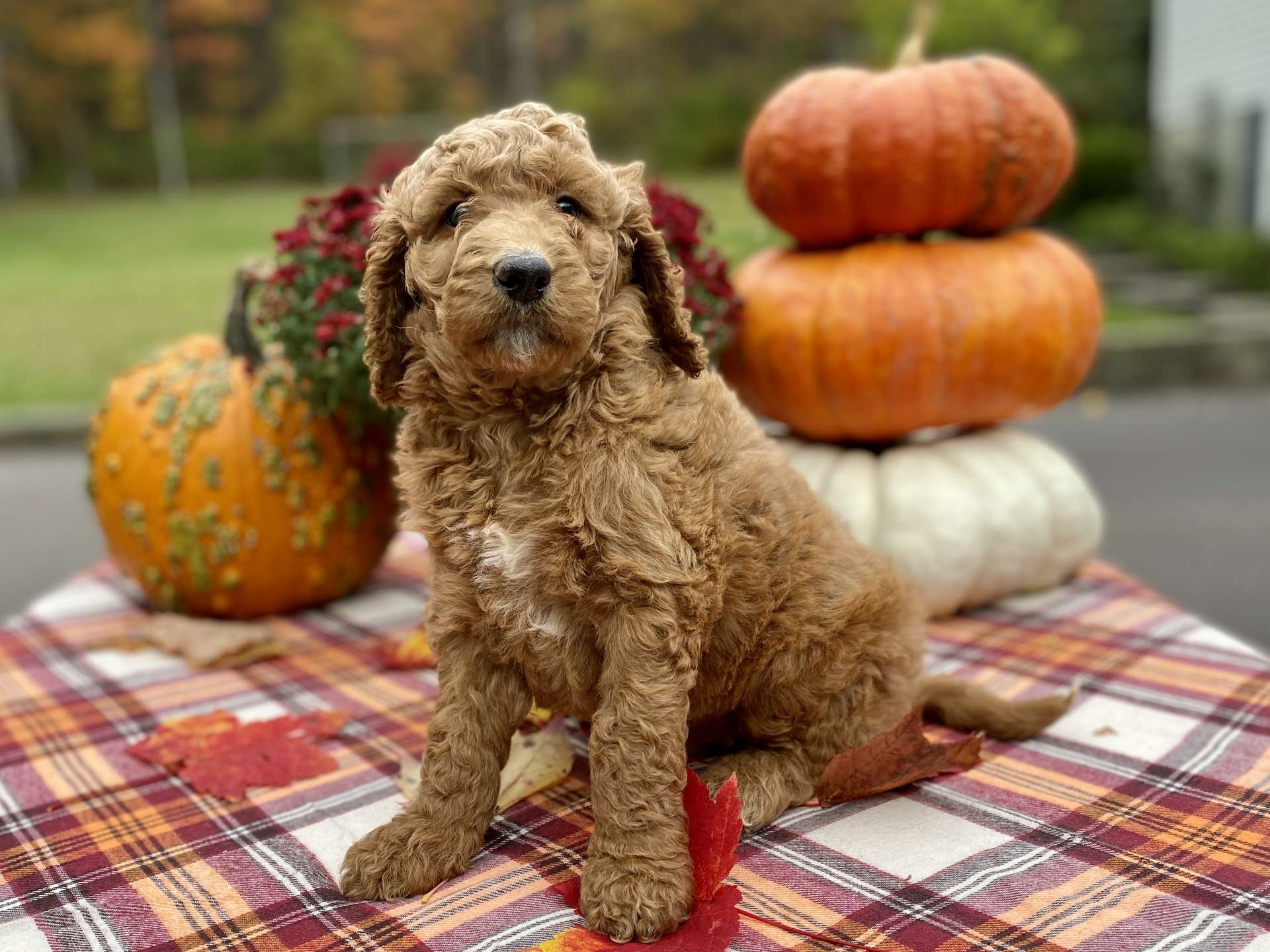 Stunning Irish Doodles Born August 24th — Crockett Doodles