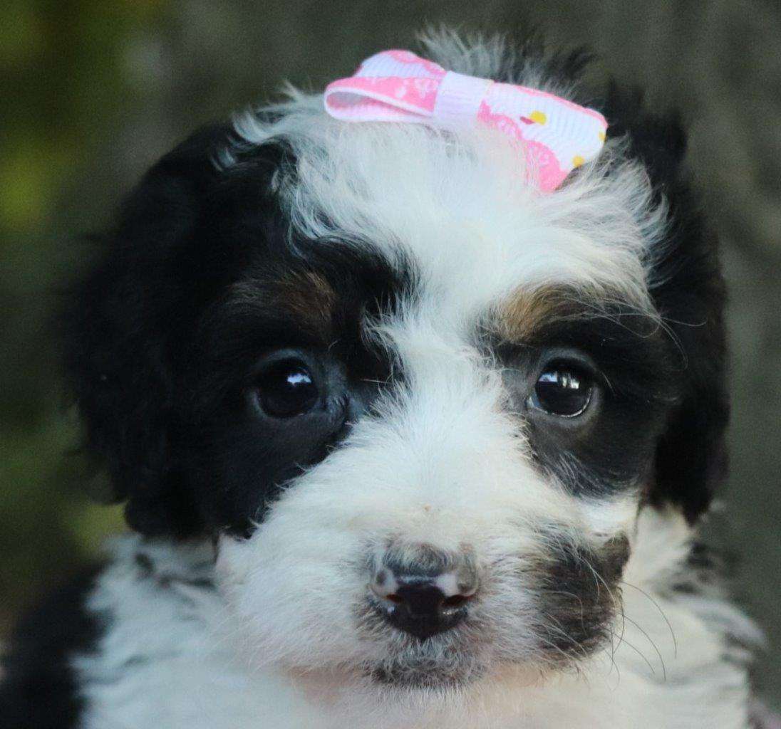 Incredible Multigen Bernedoodles Born August 23rd — Crockett Doodles