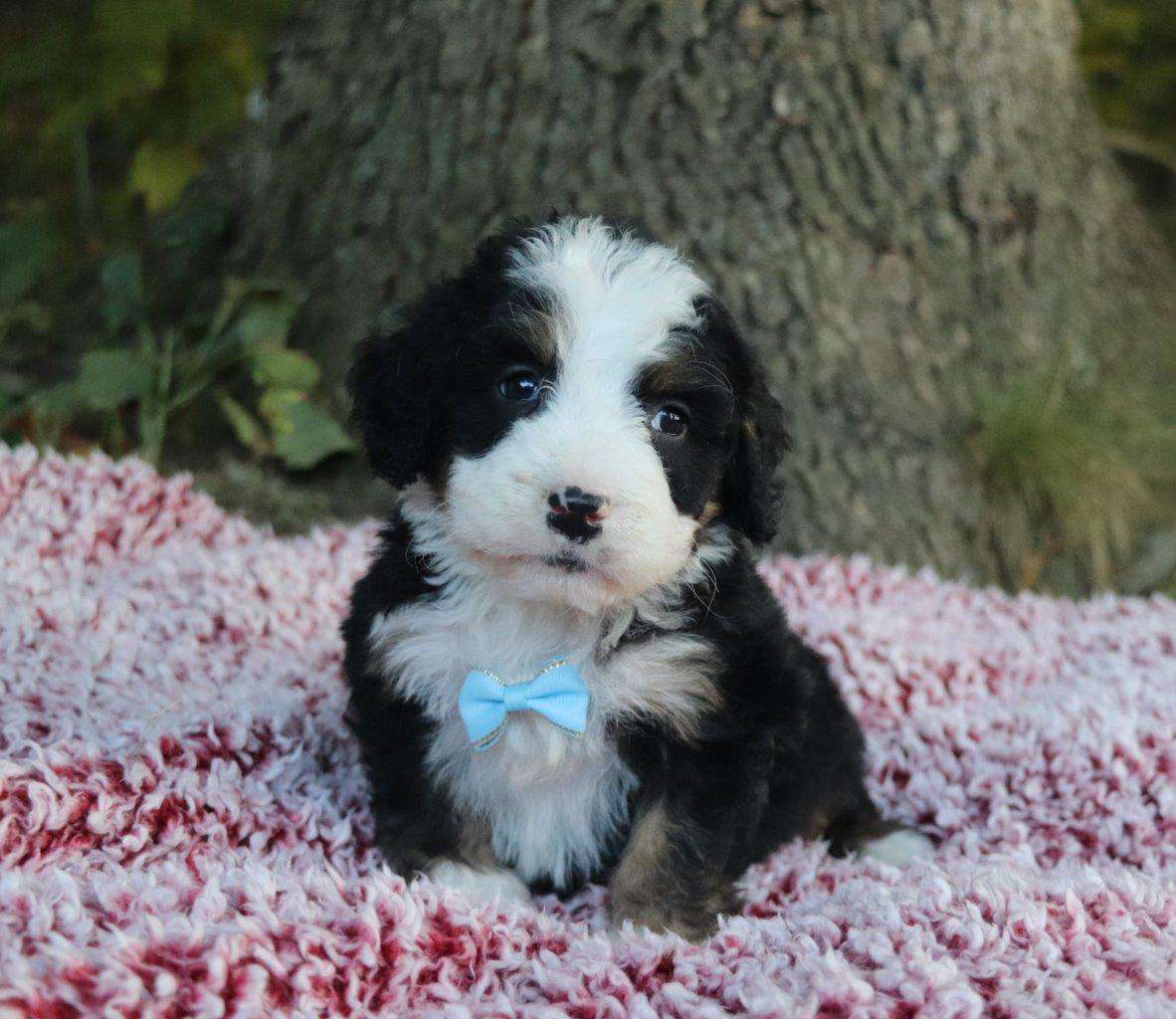 Best Los Angeles Bernedoodles Available — Crockett Doodles