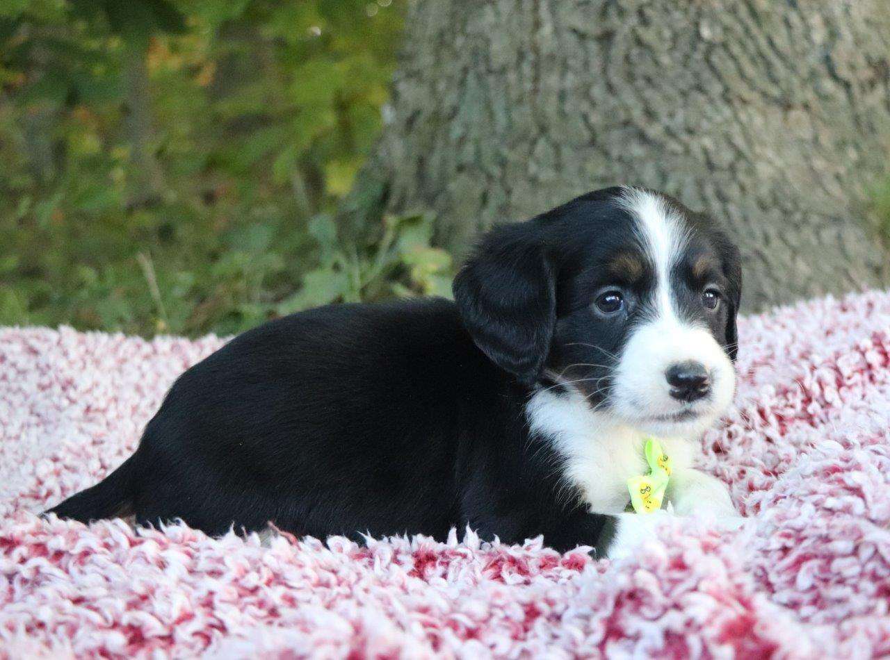 Incredible Multigen Bernedoodles Born August 23rd — Crockett Doodles