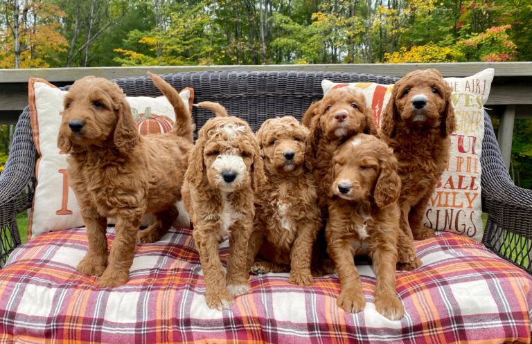 Best Omaha Irishdoodles Available — Crockett Doodles