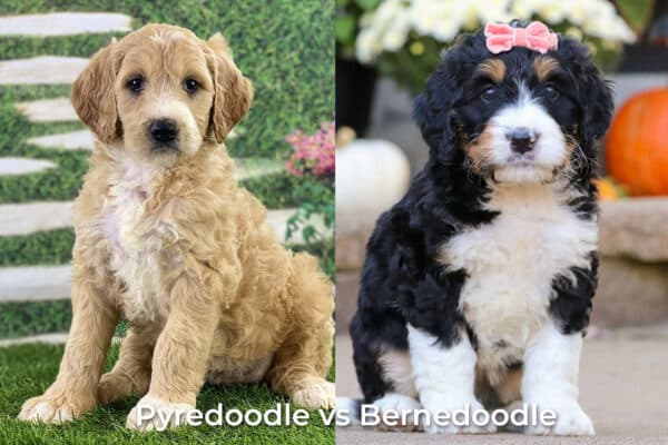 Cavapoo (Cavoodle) and Mini Cavapoo Puppies for Sale — Crockett Doodles