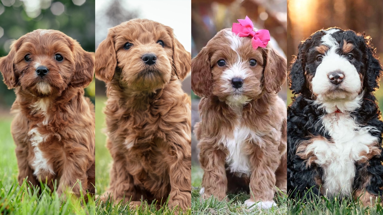 Which Breed of Doodle is Right for Me? 4 Great Questions to Ask ...