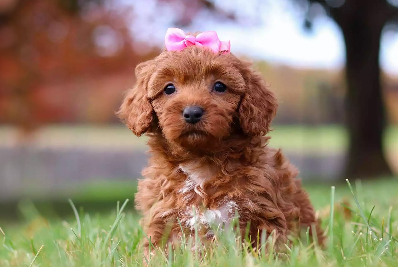 Bernedoodle, Goldendoodle, and Cavapoo: A Comprehensive Comparison of ...