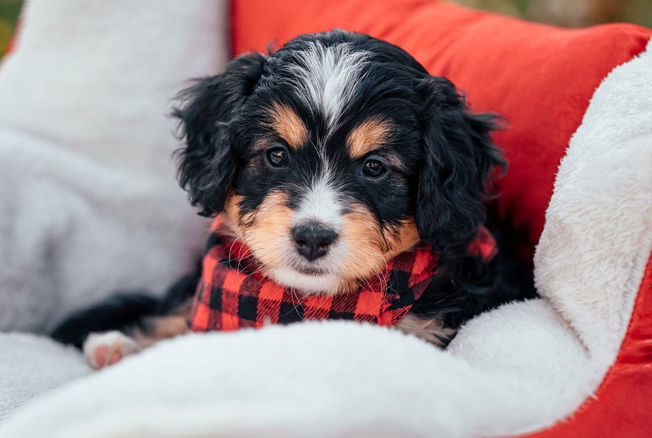 Understanding Your Doodle's Unique Personality Traits — Crockett Doodles