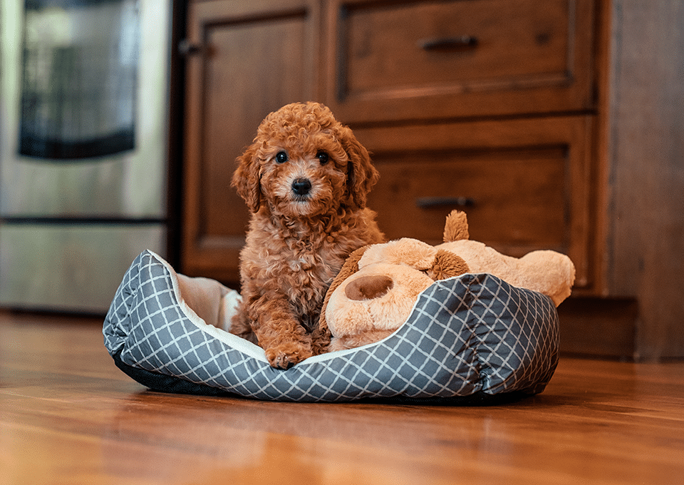 Cuddle Buddy — Crockett Doodles