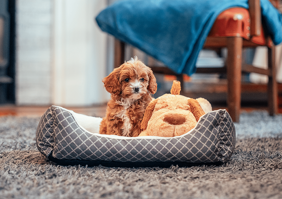 Cuddle Buddy — Crockett Doodles