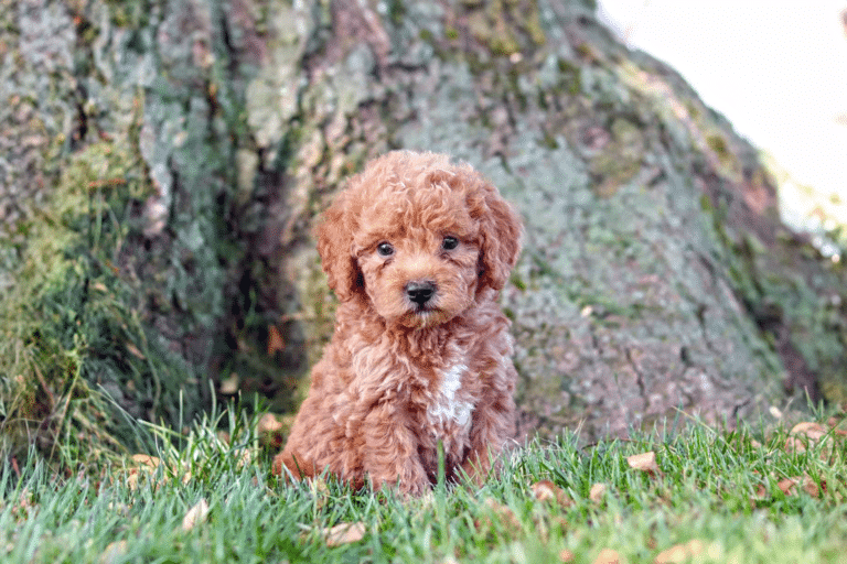 Adorable Cavapoo Puppies for Sale | Healthy & Happy Cavapoos