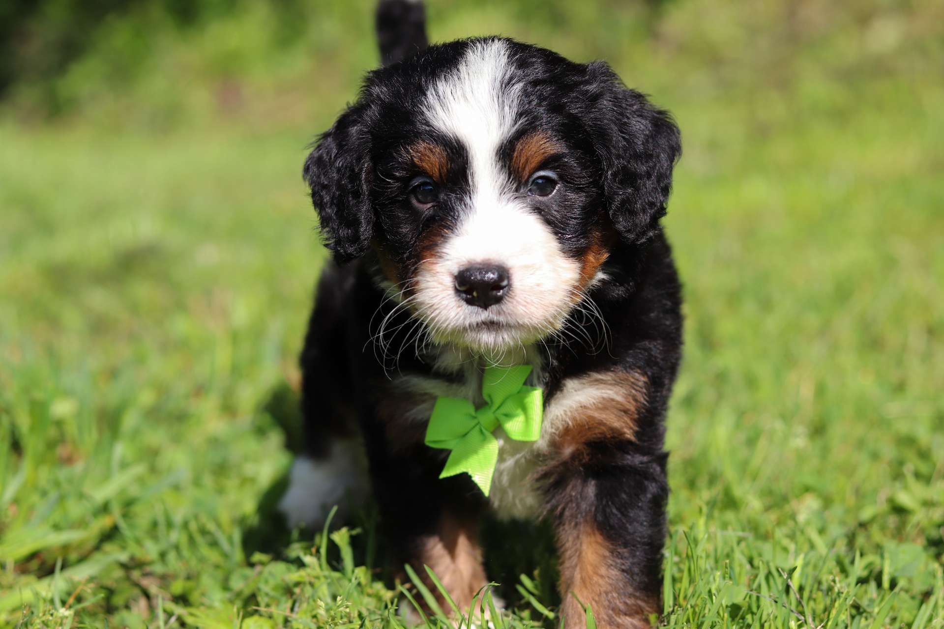 Why Are Doodles So Expensive? A Deep Dive into Designer Dog Breeds ...