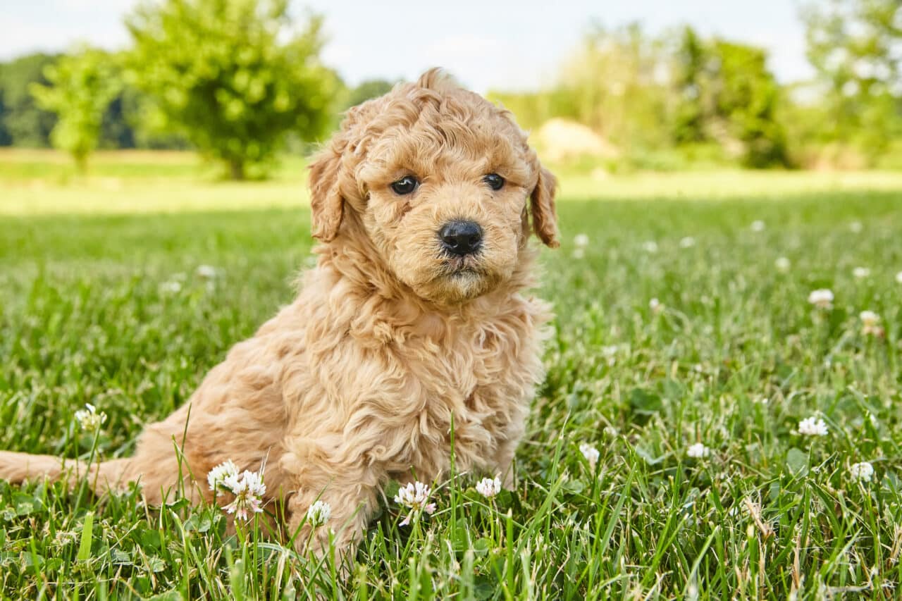What Are the Different Types of Goldendoodles? — Crockett Doodles