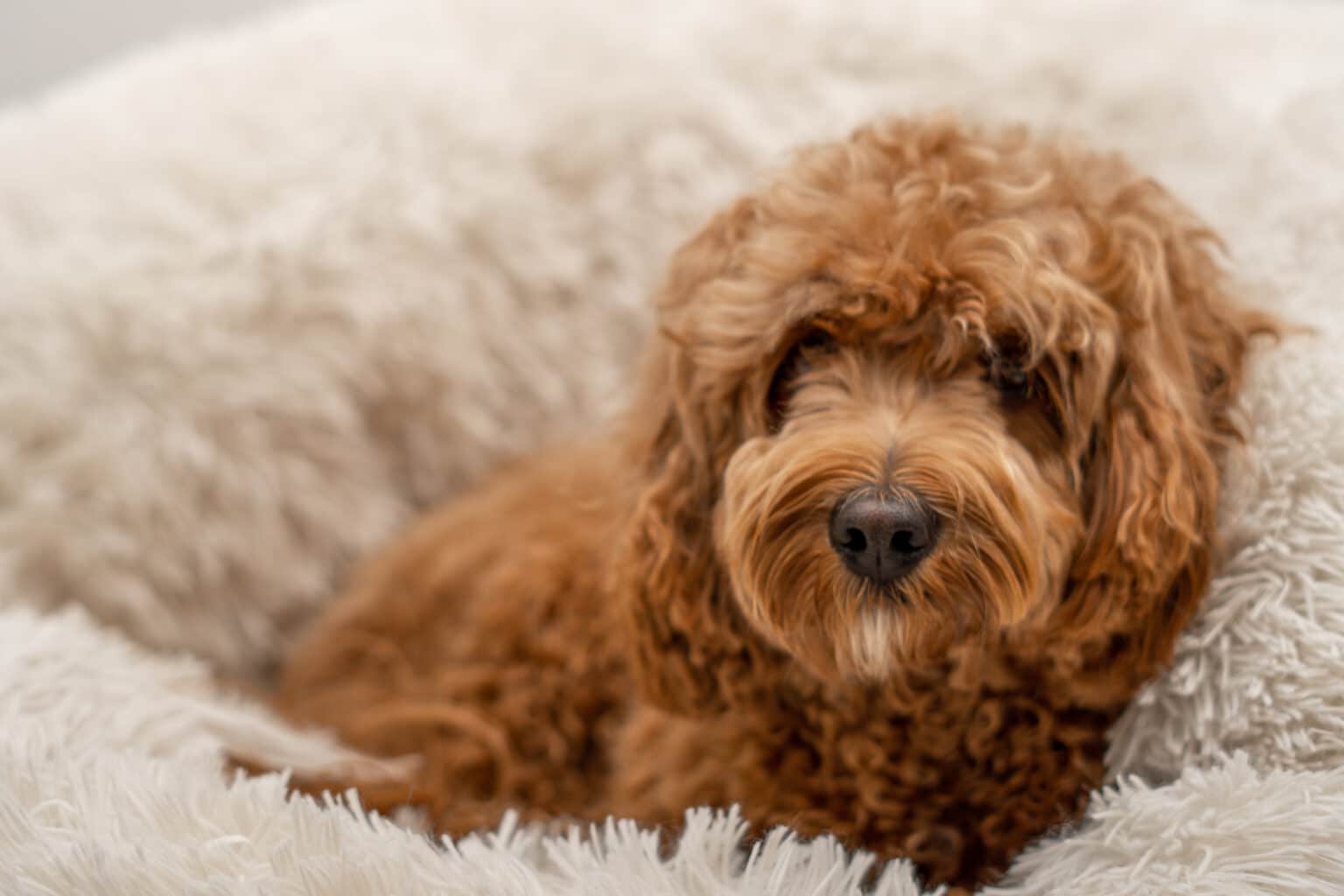 Adorable Cavapoo Puppies | Healthy & Happy Cavapoos