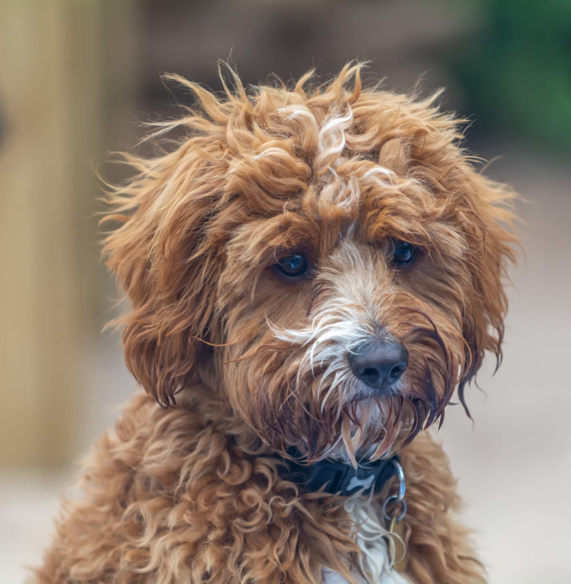 Combining Fun and Fitness: Exercise Plans for Your Cavapoo, Cockapoo ...