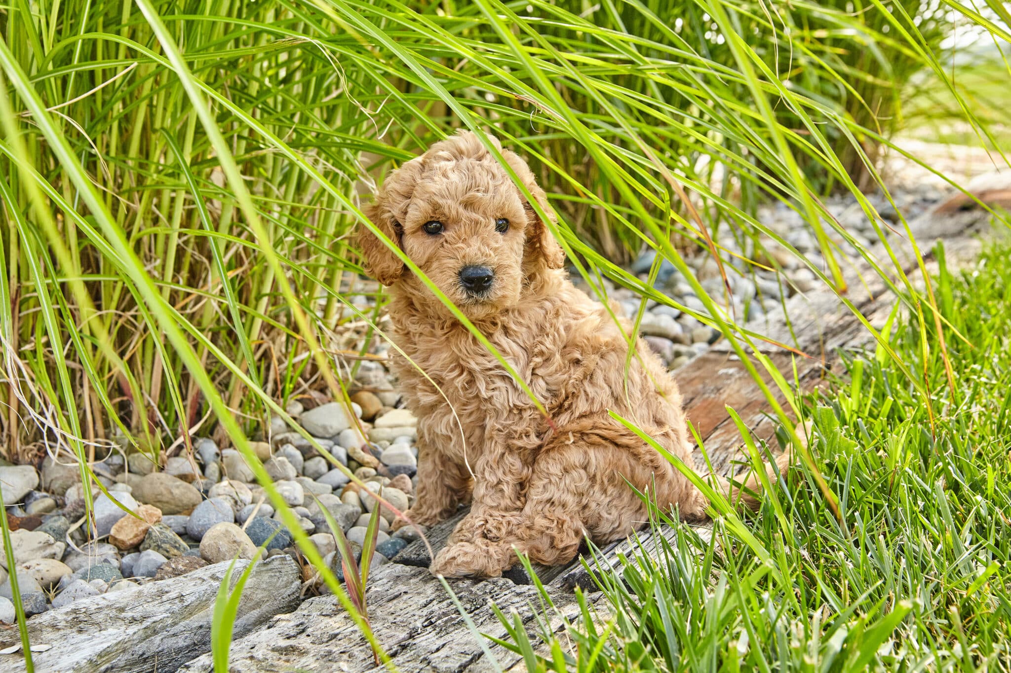 Double Doodle and Mini Double Doodle Puppies - Adaptable & Friendly — Crockett Doodles