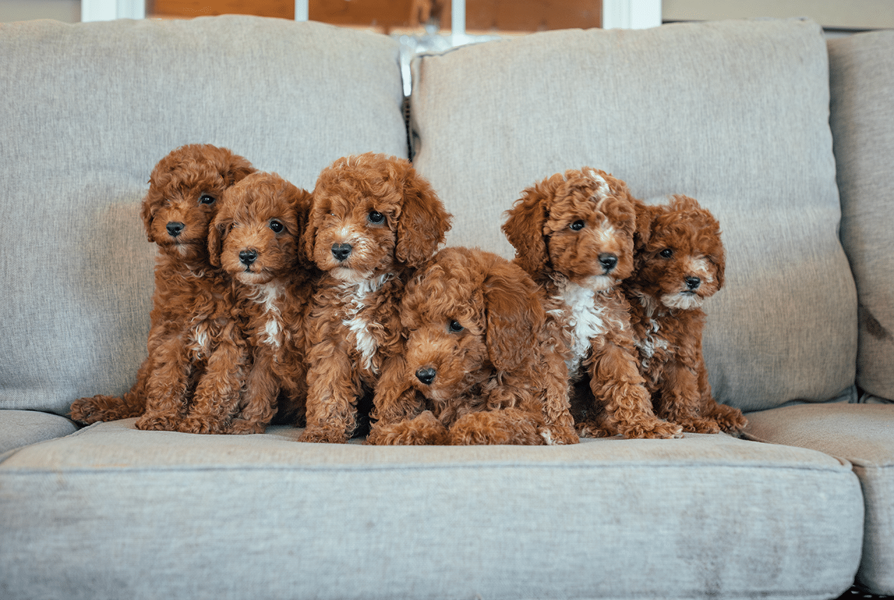 Mini Poodle Puppies — Crockett Doodles