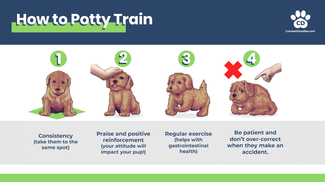 Potty Training: Teach Your Puppy to Go Outside — Crockett Doodles