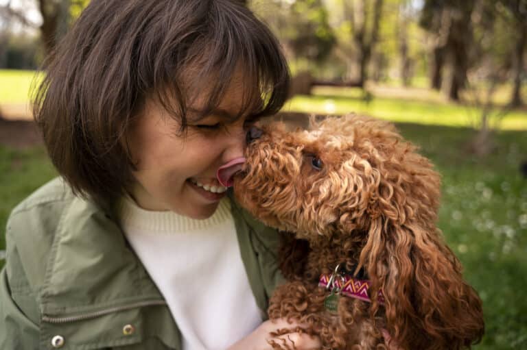 Cockapoo Growth Stages & Size Chart - (Puppy to Dog)
