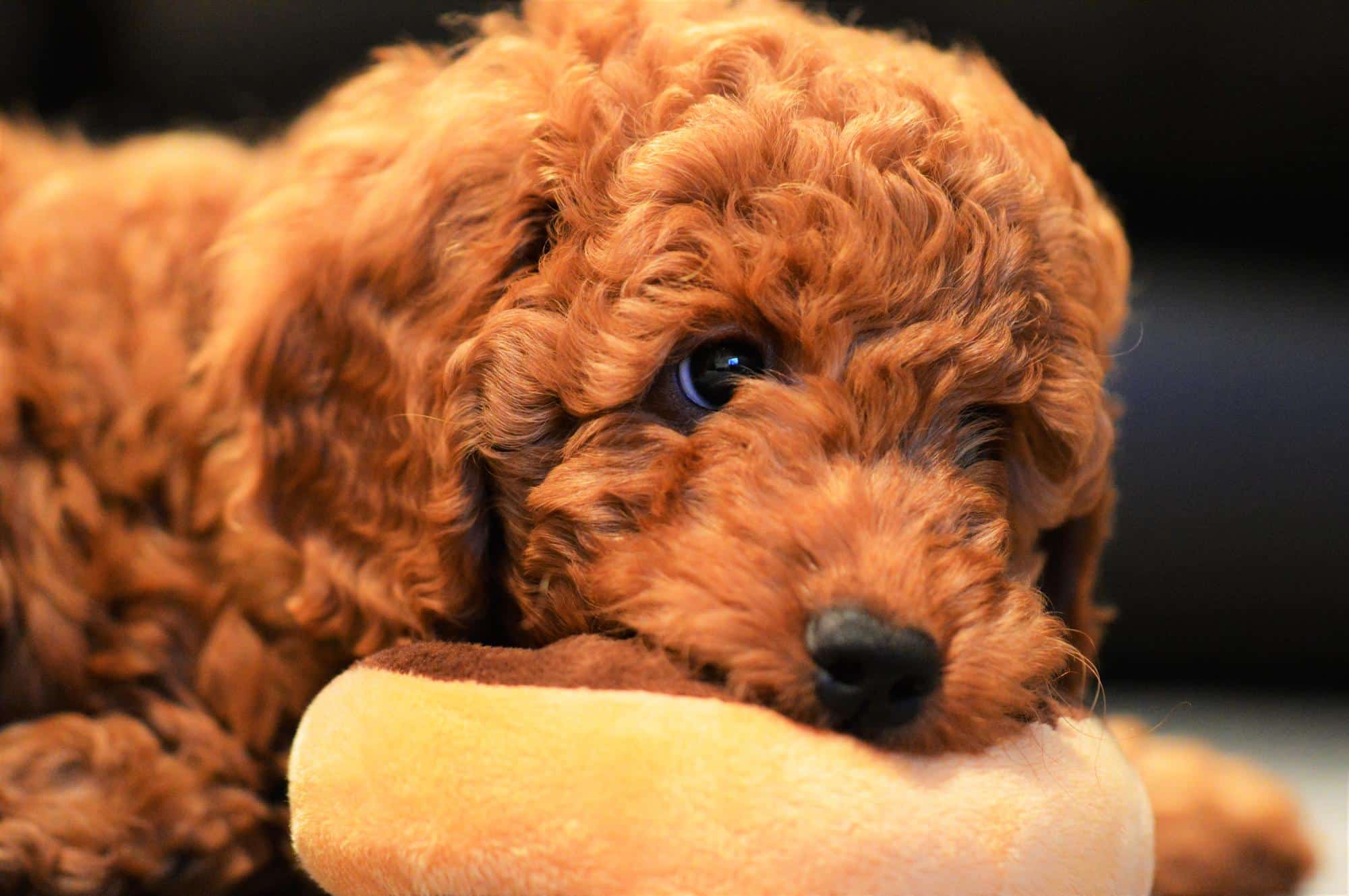 Are Cockapoo Puppies Expensive to Maintain? — Crockett Doodles