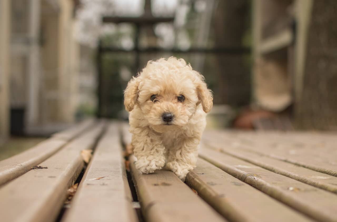 Maltipoo Size & Growth Guide - Teacup, Toy & Mini Maltipoo